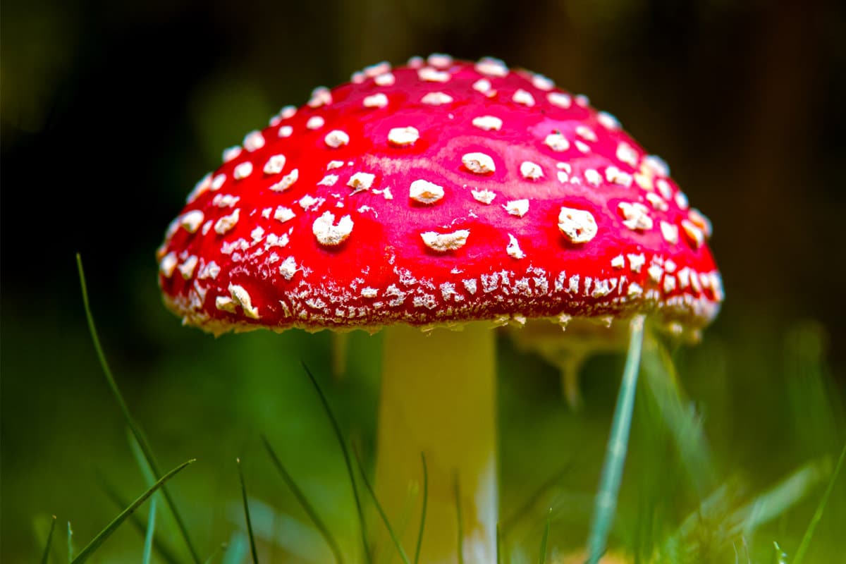 First Aid for Foot and Toenail Fungus - Foot Comfort Centre